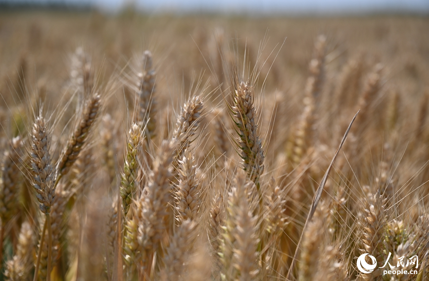 Wheat harvest nears across C China's Henan - China Tibetannnet