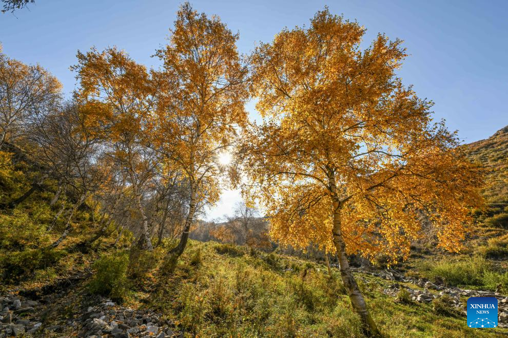 Autumn scenery of Daqingshan National Nature Reserve in China's Inner ...